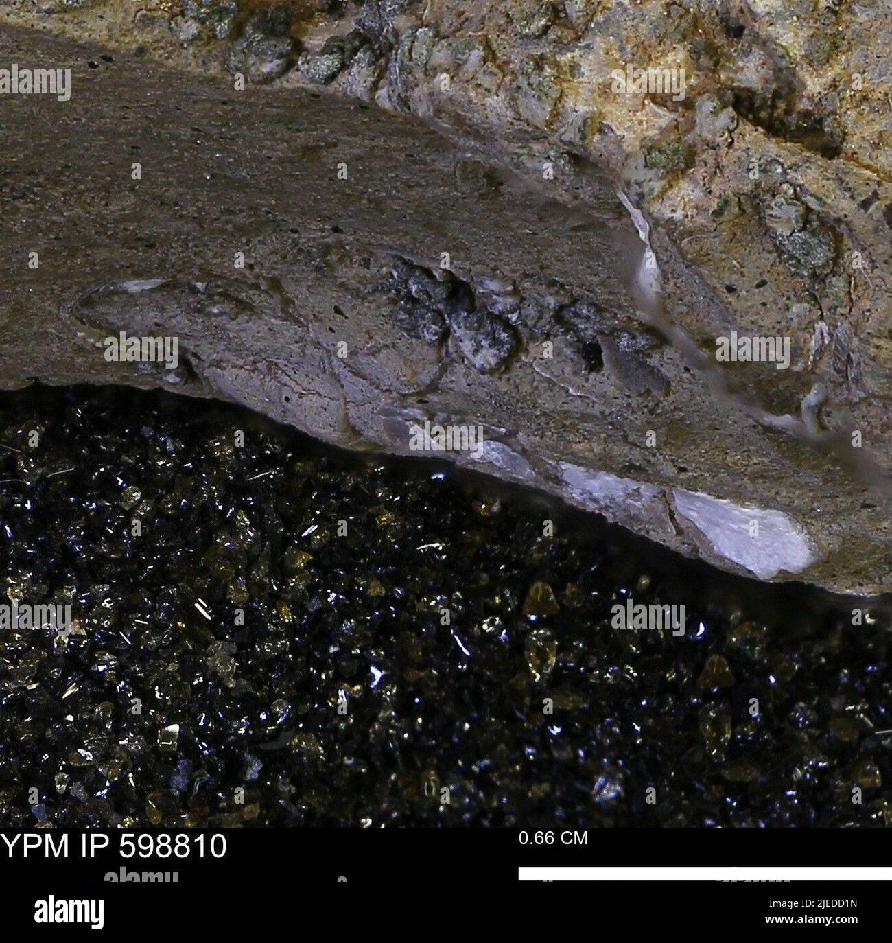 Phylum mollusca classification hi-res stock photography and images - Alamy