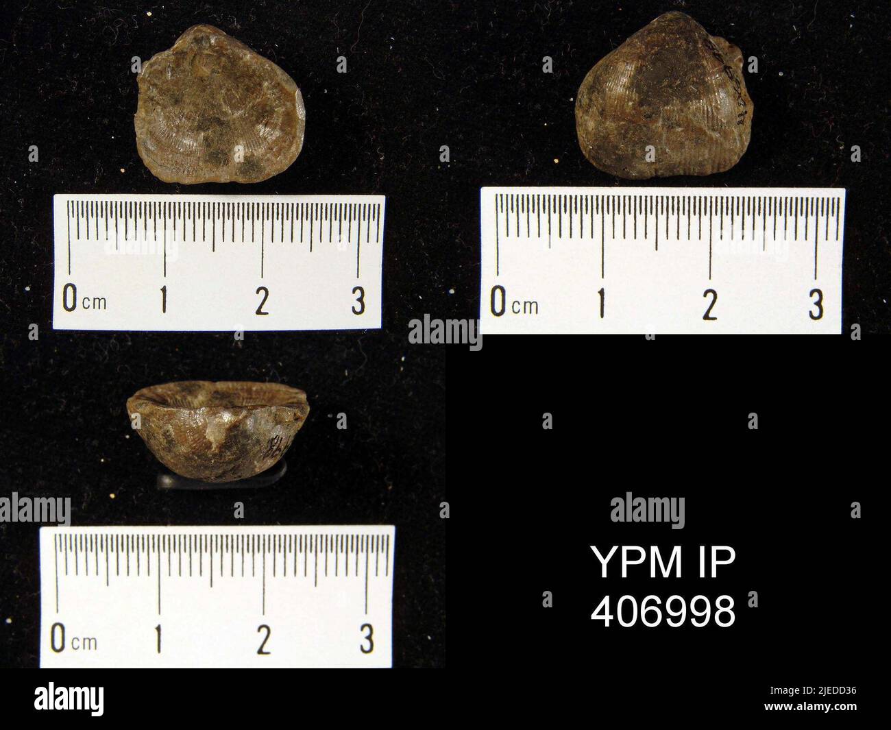 Undet productida animalia hi-res stock photography and images - Alamy