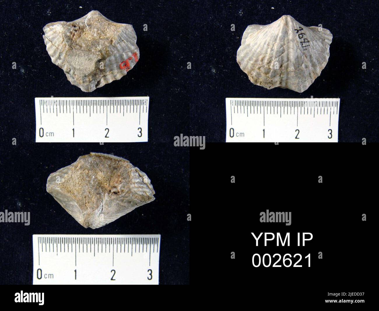 Spirifer bifidus animalia hi-res stock photography and images - Alamy