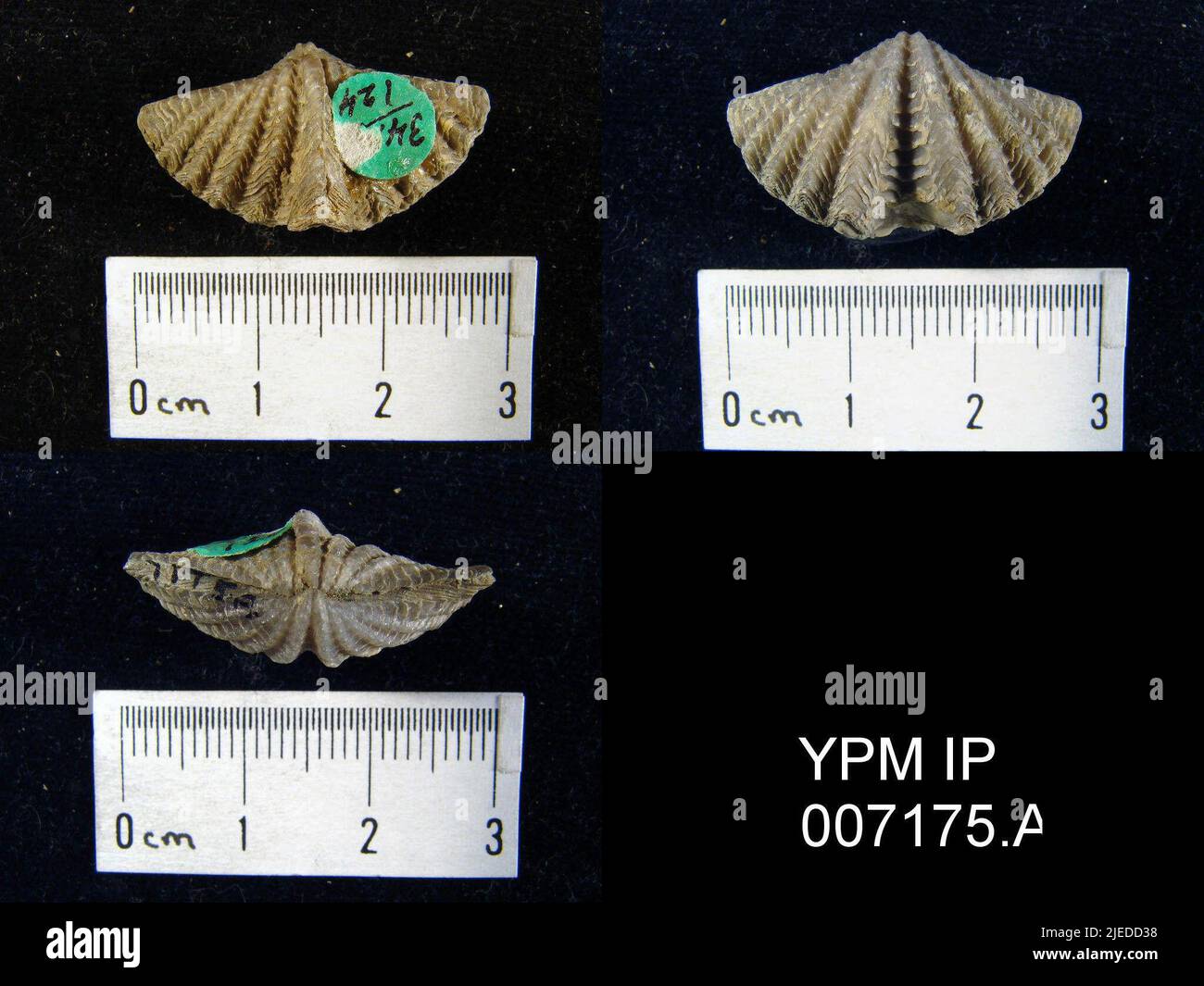 1857 animalia hi-res stock photography and images - Alamy