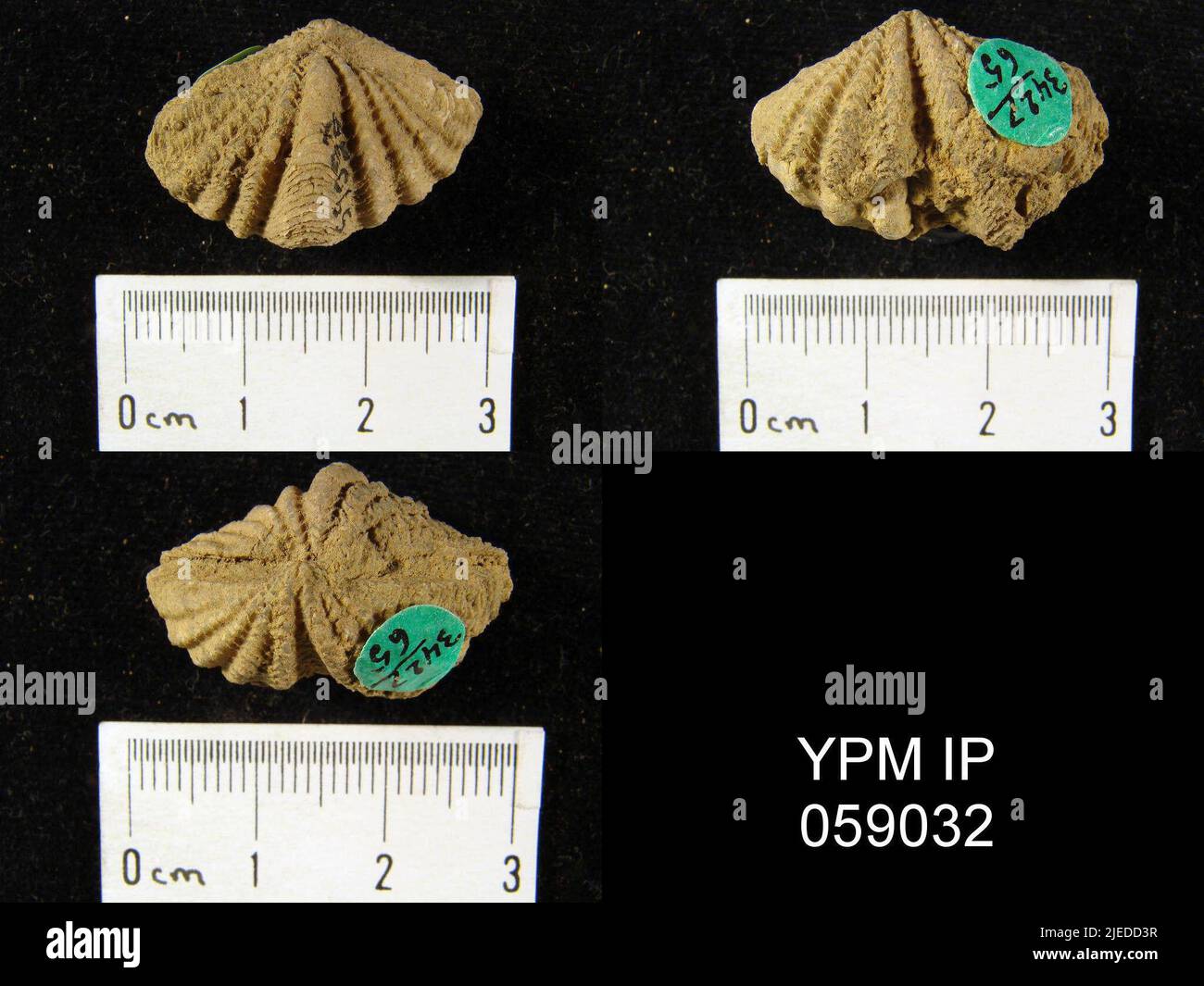 1857 animalia hi-res stock photography and images - Alamy