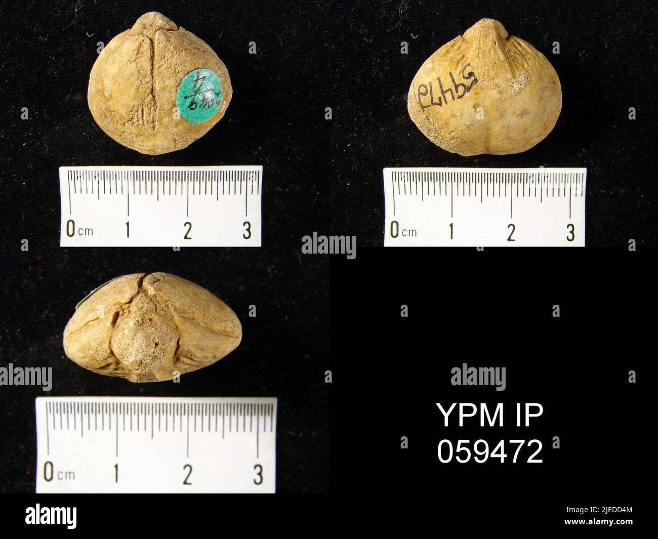 Meristella laevis hall animalia hi-res stock photography and images - Alamy