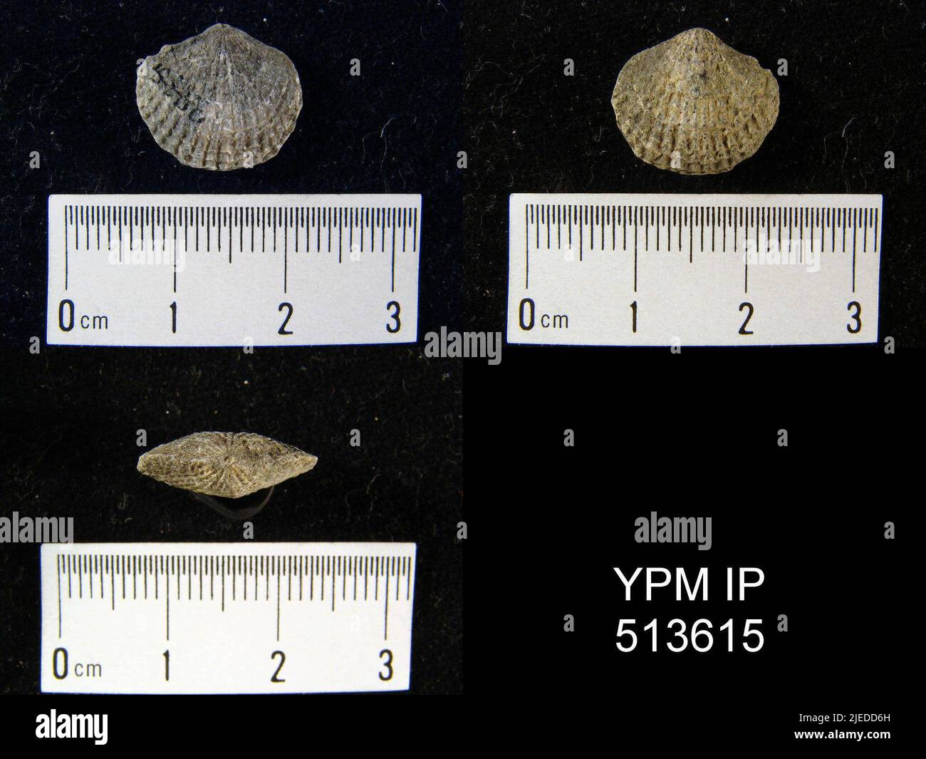 Atrypa hystrix hall hi-res stock photography and images - Alamy