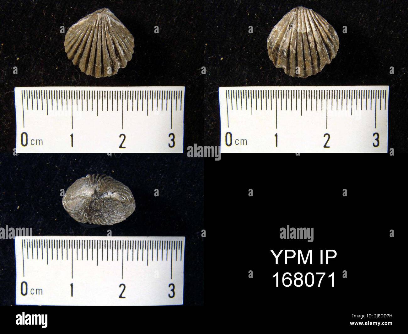 Camarotoechia dotis Hall, 1867 Stock Photo - Alamy