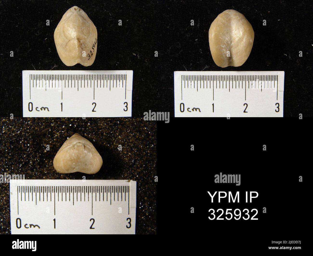 Plica hi-res stock photography and images - Alamy