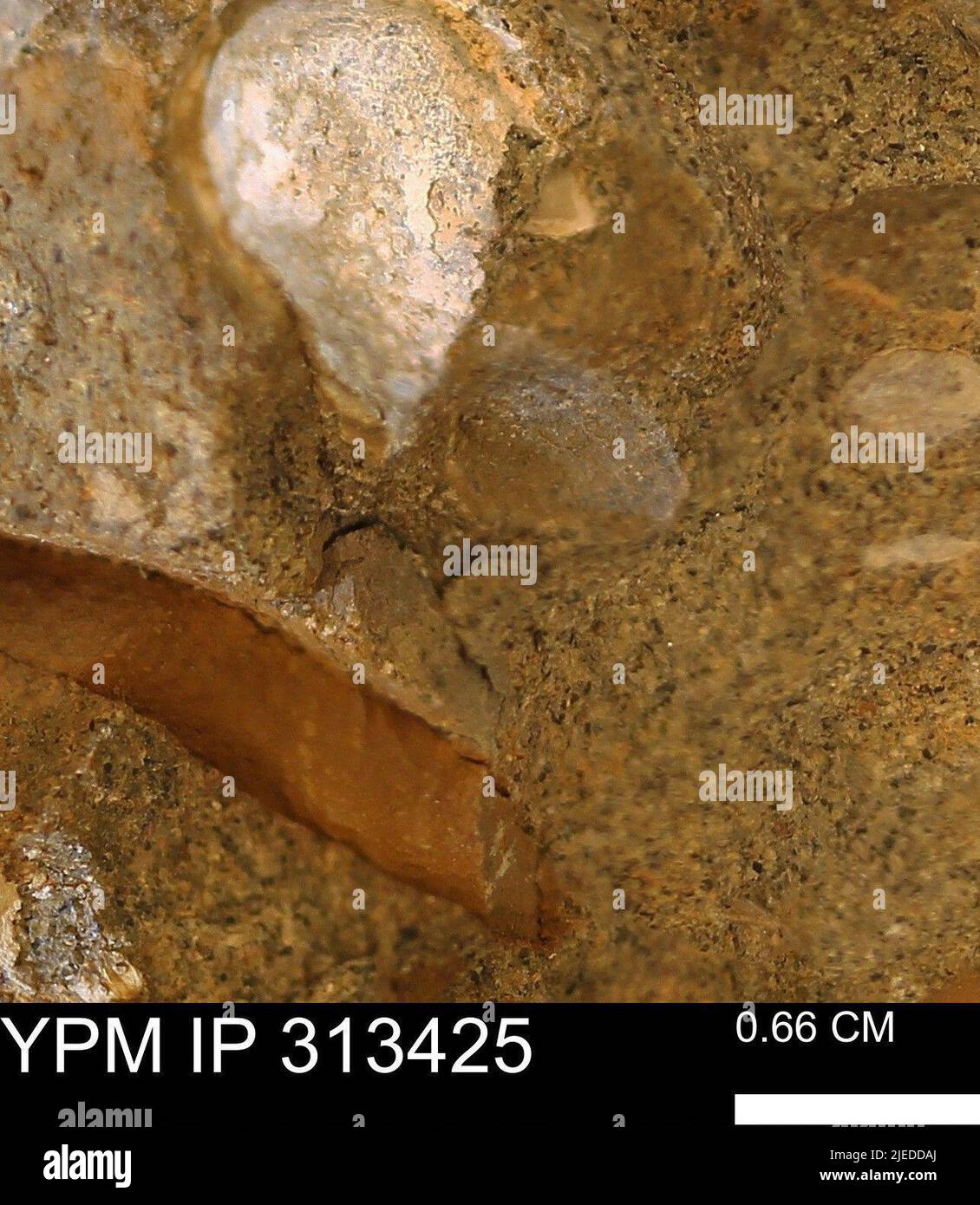 Corbicula sp animalia hi-res stock photography and images - Alamy