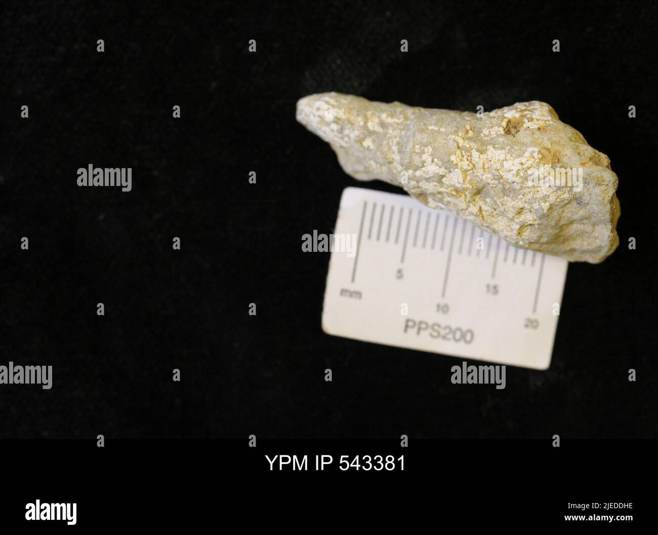 Trace fossil burrows hi-res stock photography and images - Alamy