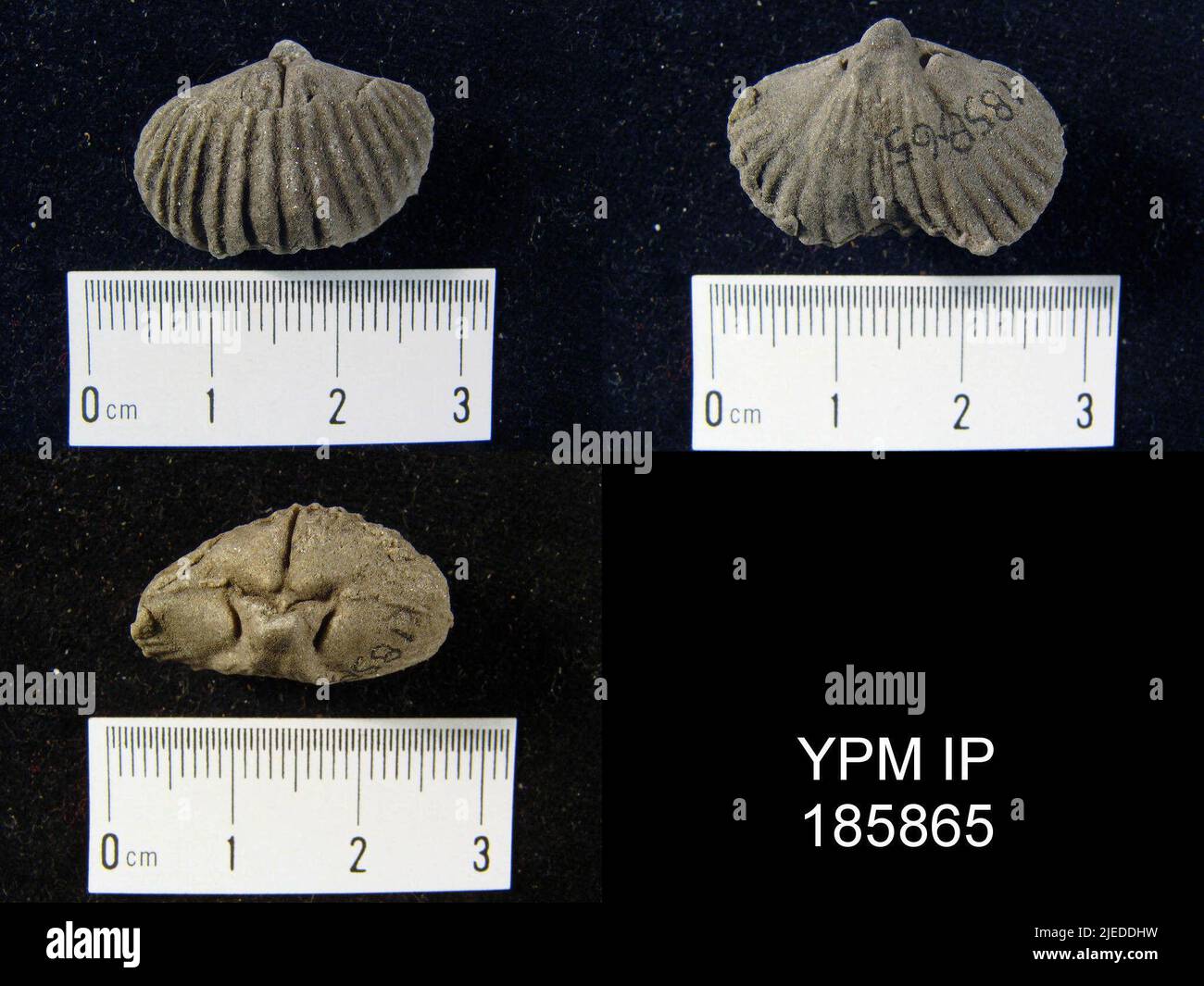 Rhynchonella orbicularis animalia hi-res stock photography and images ...