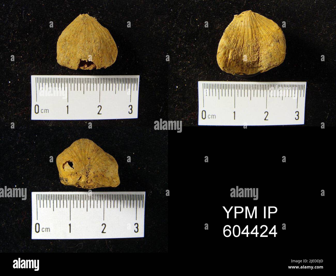 Eatonia sp animalia hi-res stock photography and images - Alamy