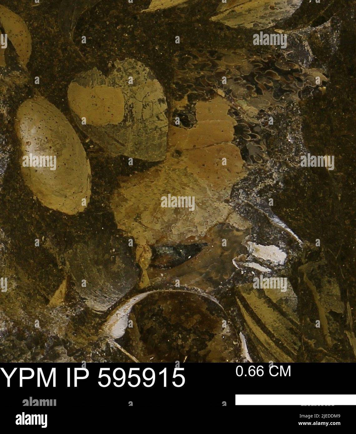 Sphenodiscus hi-res stock photography and images - Alamy