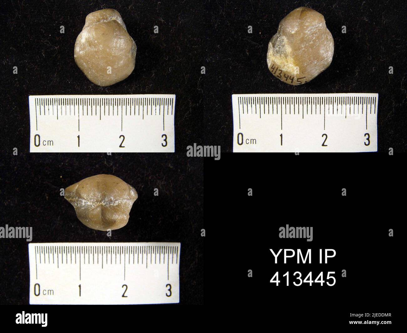 Pentamerida hi-res stock photography and images - Alamy