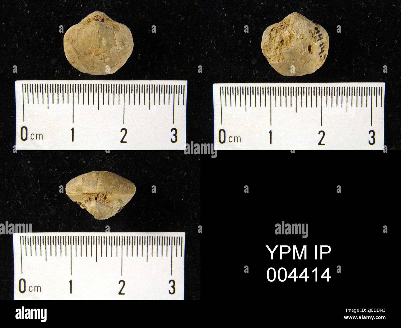 Stringocephalus sp. IP Stock Photo - Alamy