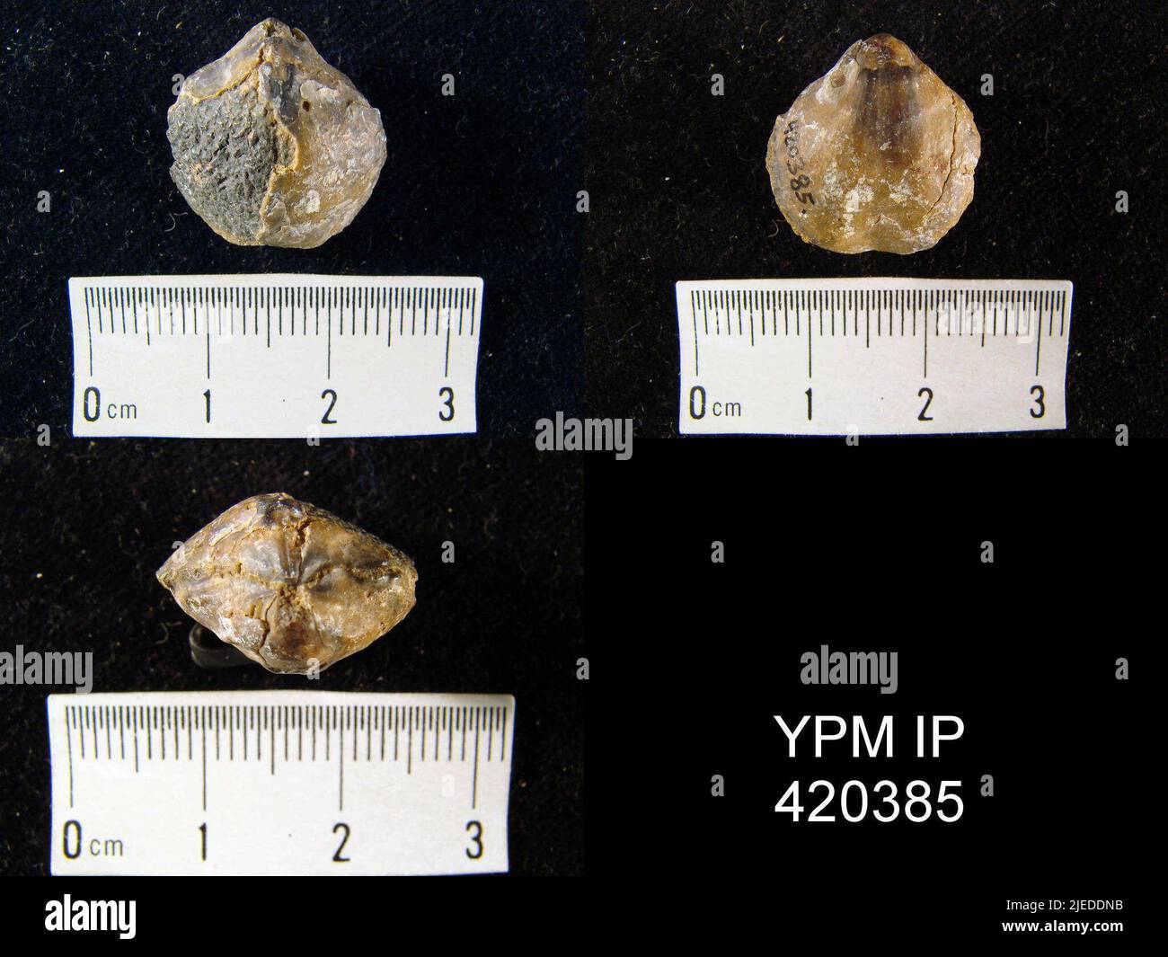 Athyris hi-res stock photography and images - Alamy