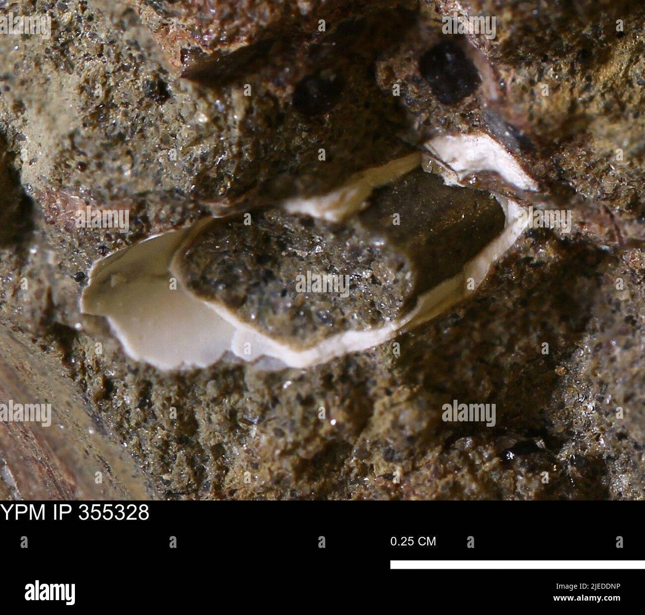 Scaphopoda hi-res stock photography and images - Alamy