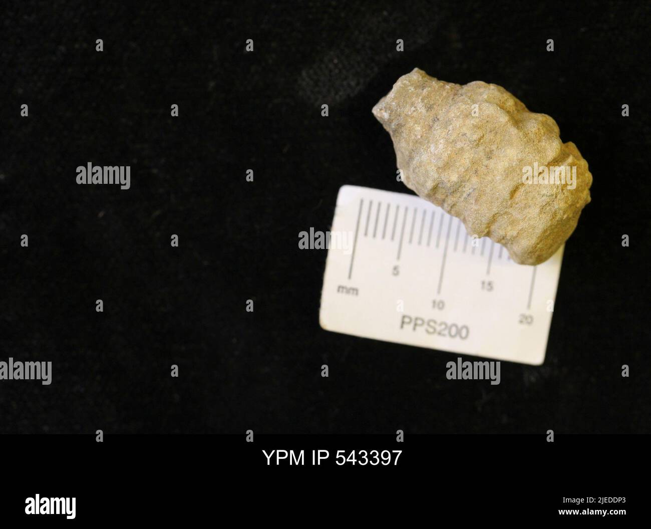 Ichnofossils hi-res stock photography and images - Alamy
