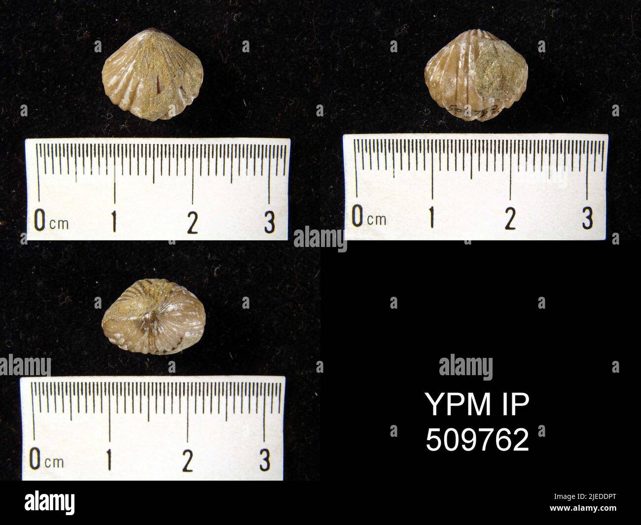 Rhynchonella nucula (Sowerby, 1839 Stock Photo - Alamy