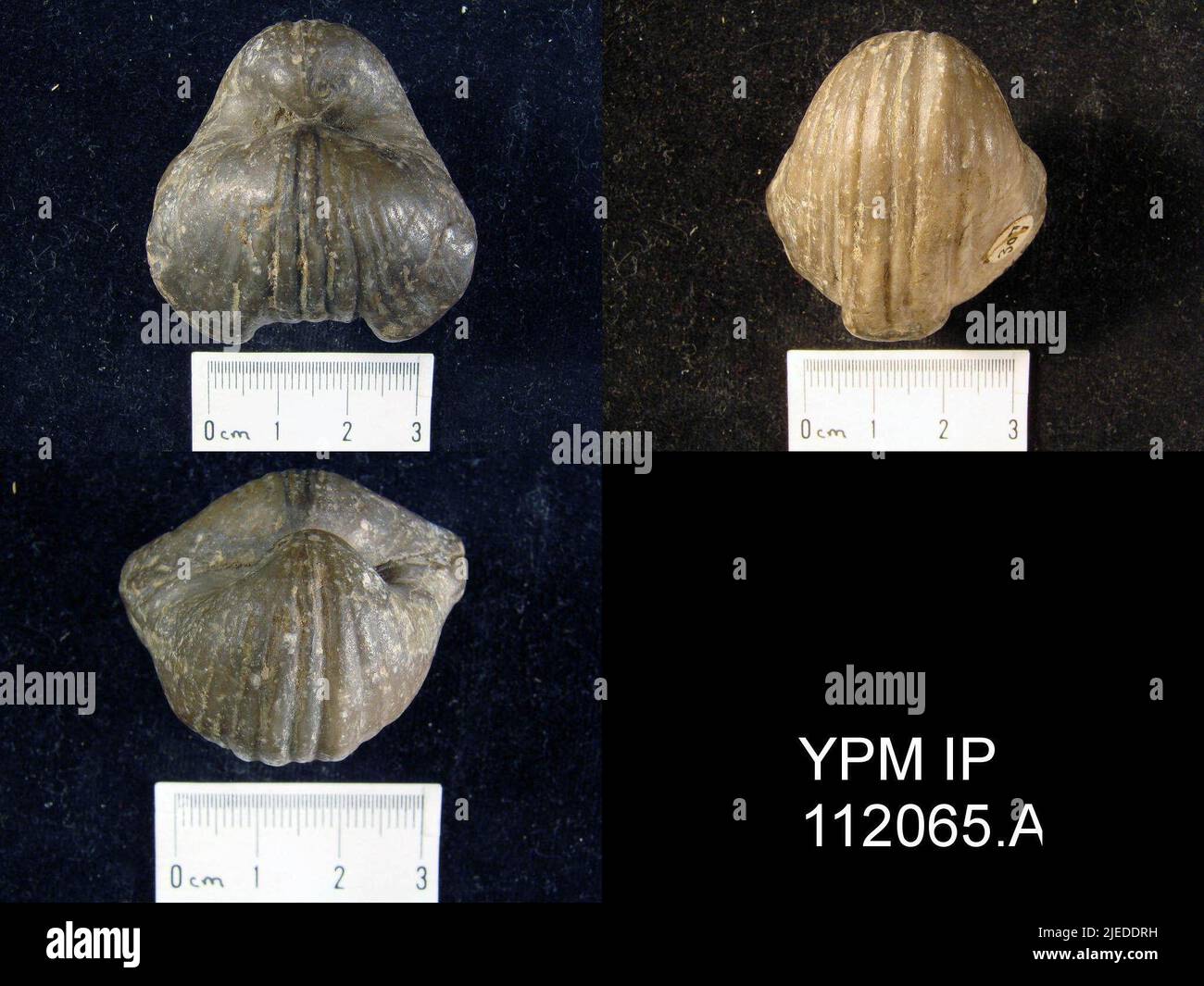 Pentamerus galeatus dalman animalia hi-res stock photography and images ...