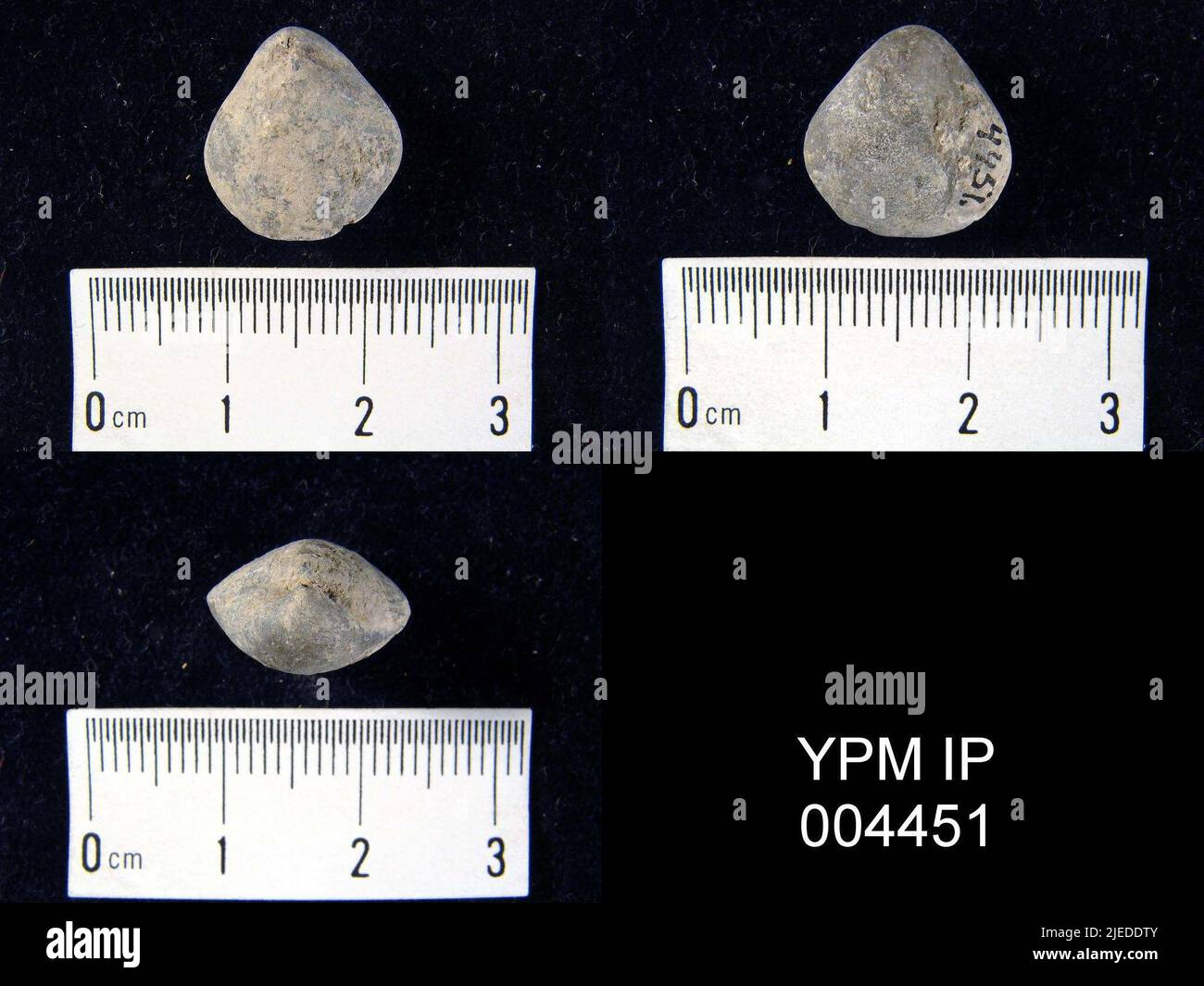 Stringocephalus sp hi-res stock photography and images - Alamy