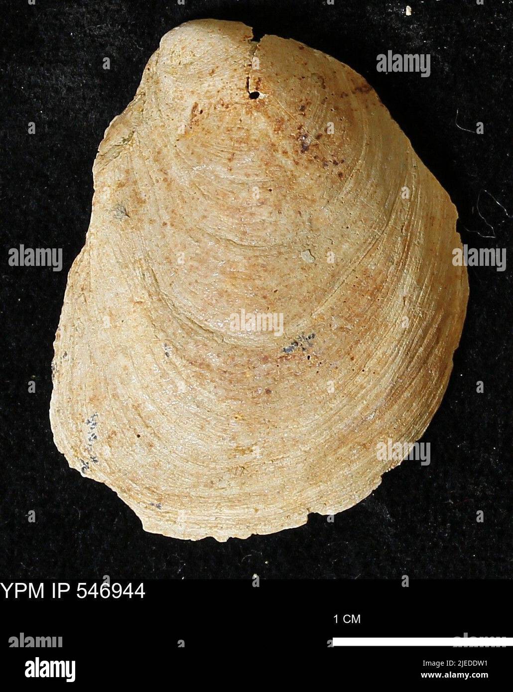 1758 animalia hi-res stock photography and images - Alamy