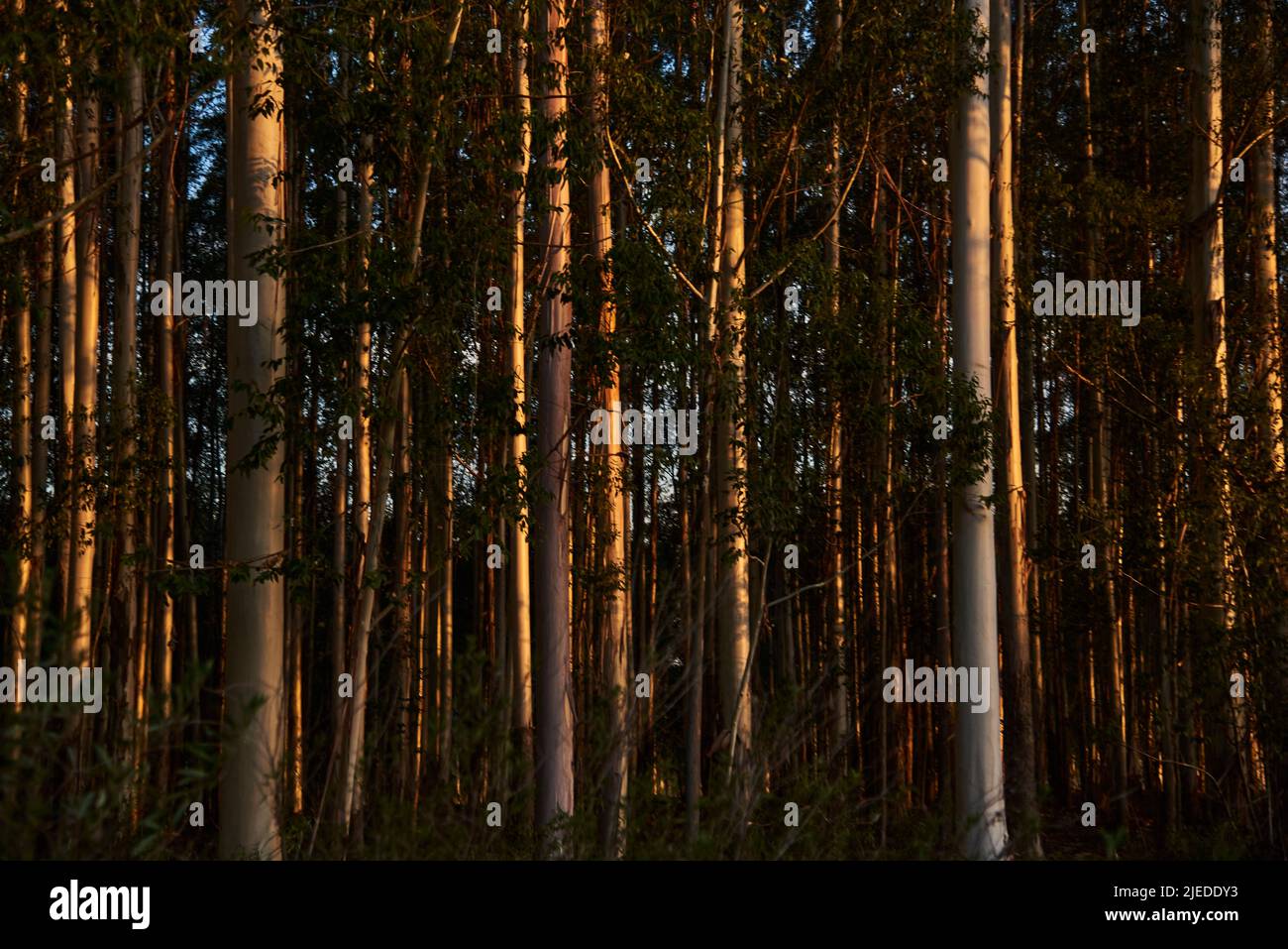 Forest at dusk, a magical golden light illuminates the trunks of the ...