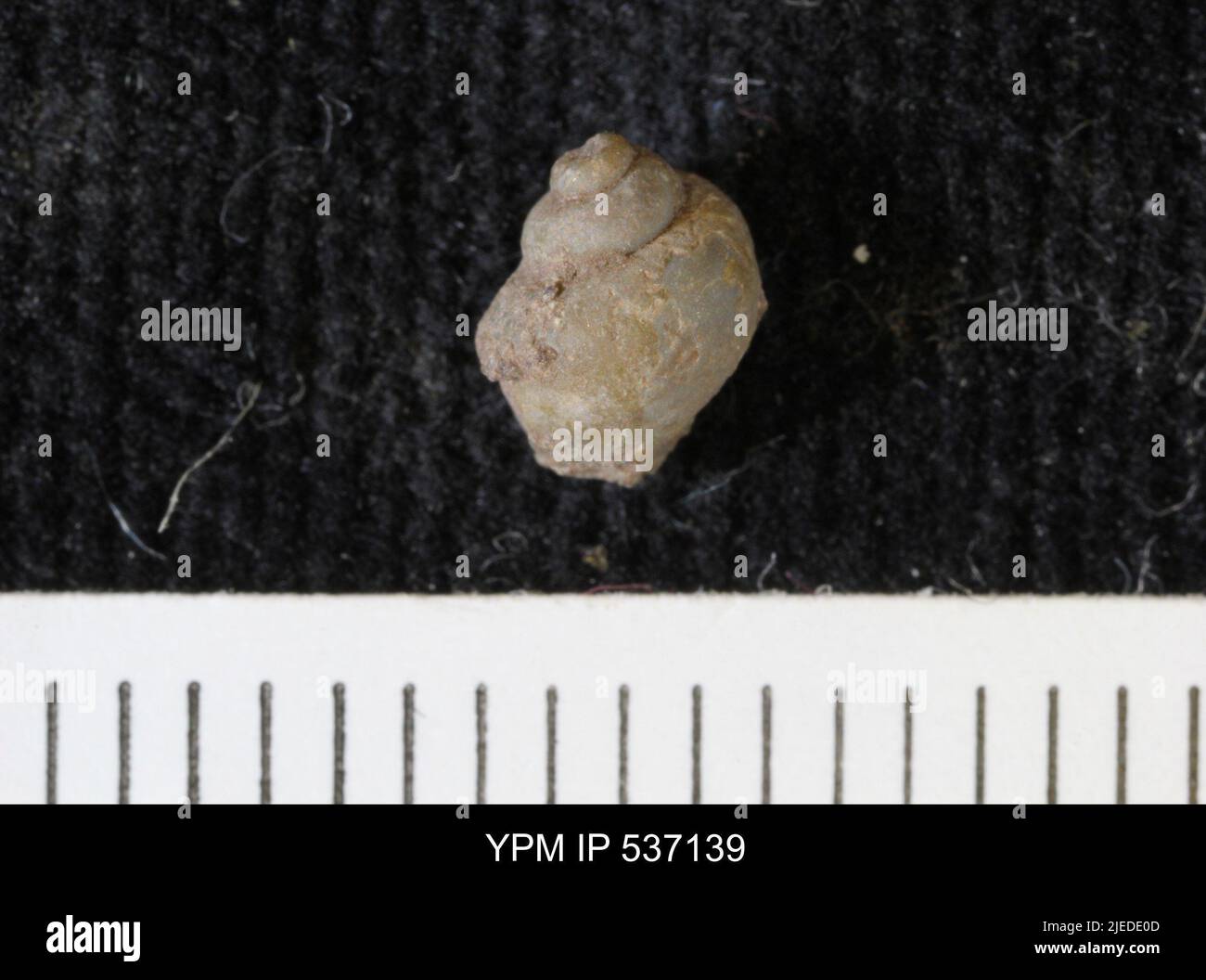 Viviparus montanaensis stanton hi-res stock photography and images - Alamy