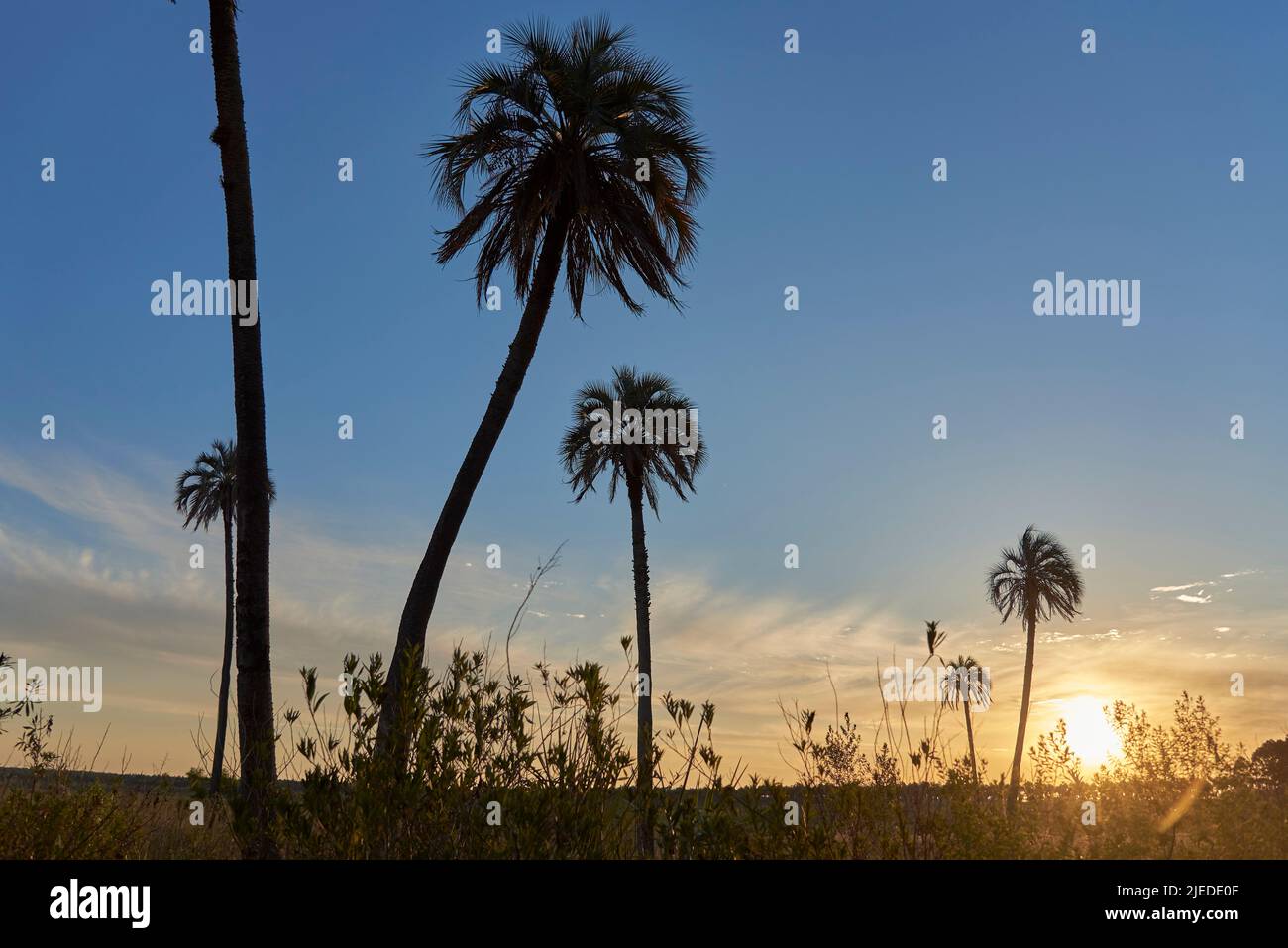 Yatay palm hi-res stock photography and images - Alamy