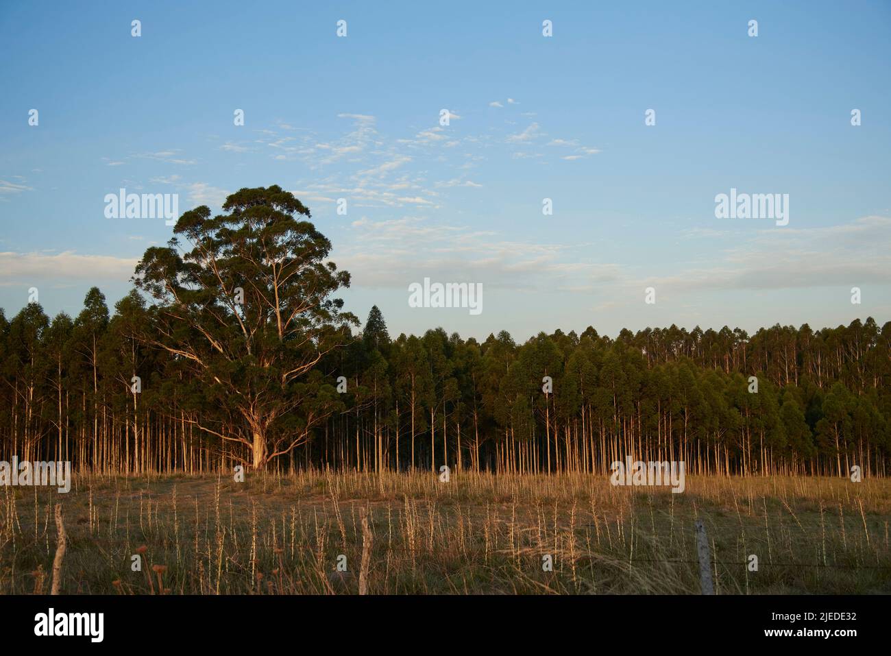 Landscape at dusk, the golden light of the sunset illuminates the ...