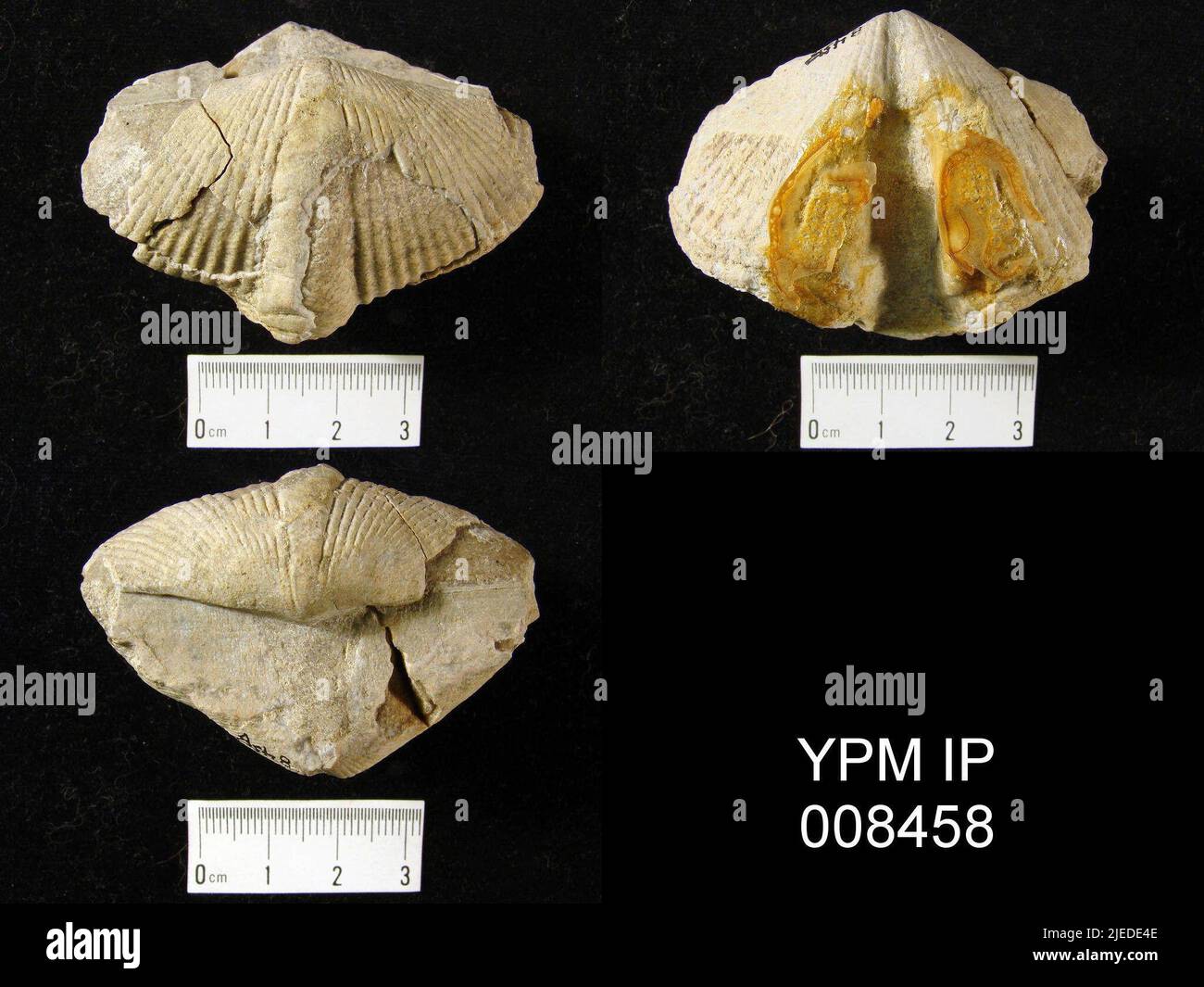 Syringothyris texta hall hi-res stock photography and images - Alamy