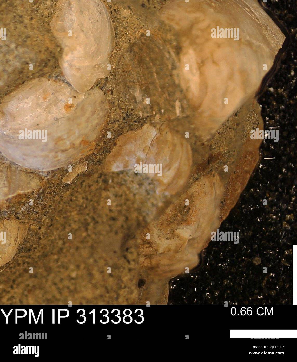 Corbicula sp animalia hi-res stock photography and images - Alamy