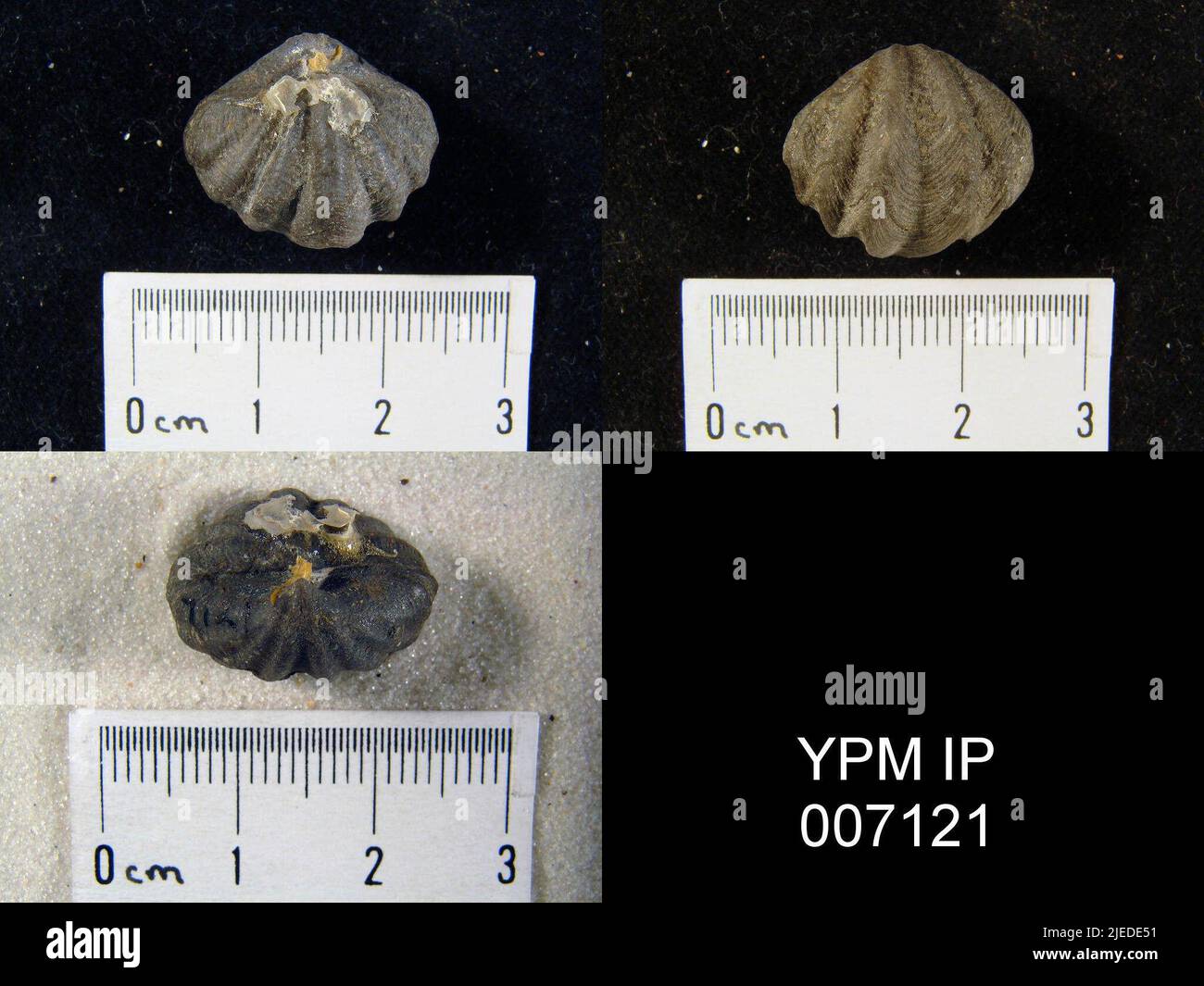 Delthyris octocostata animalia hi-res stock photography and images - Alamy