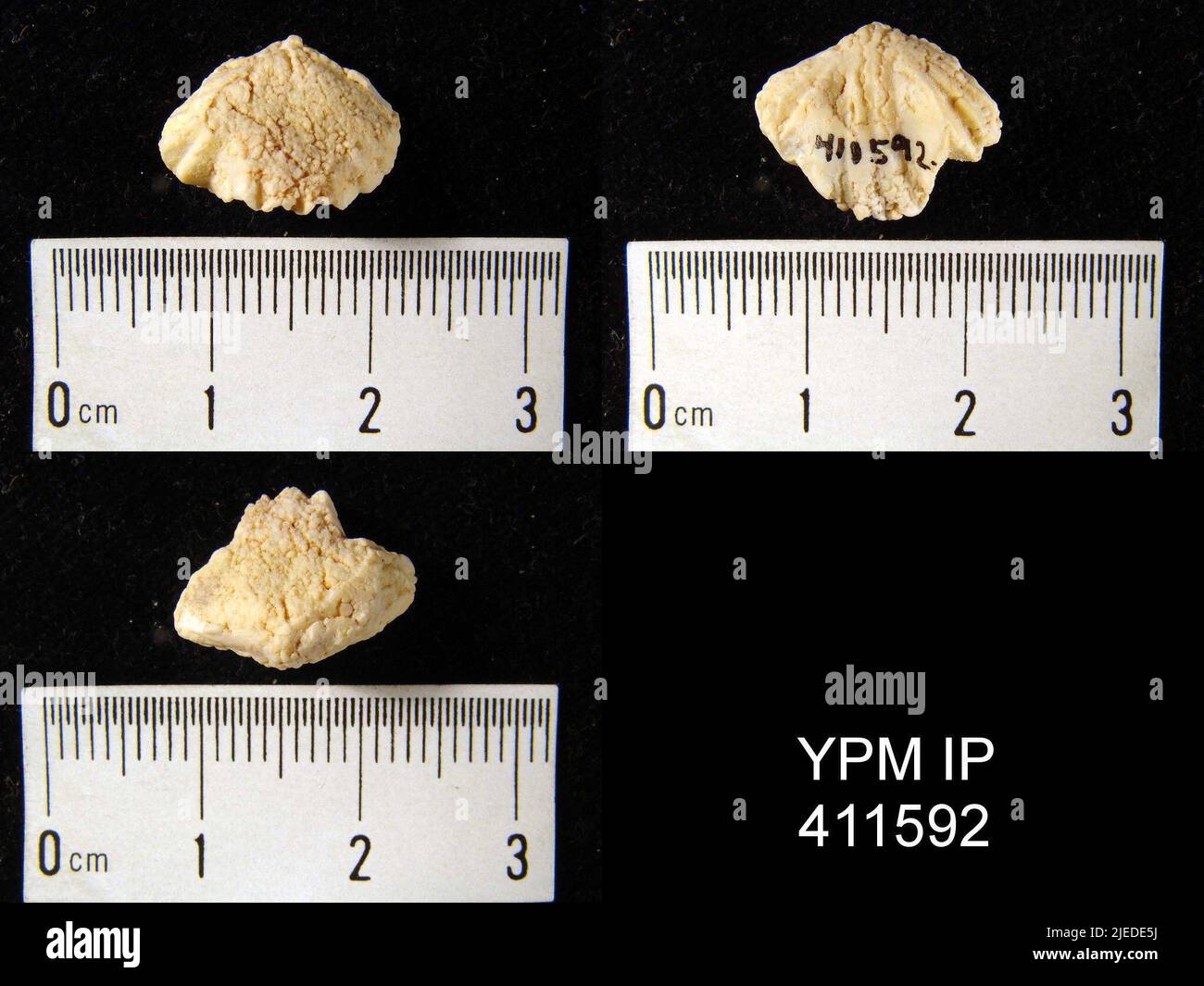 Pugnax pugnus martin hi-res stock photography and images - Alamy