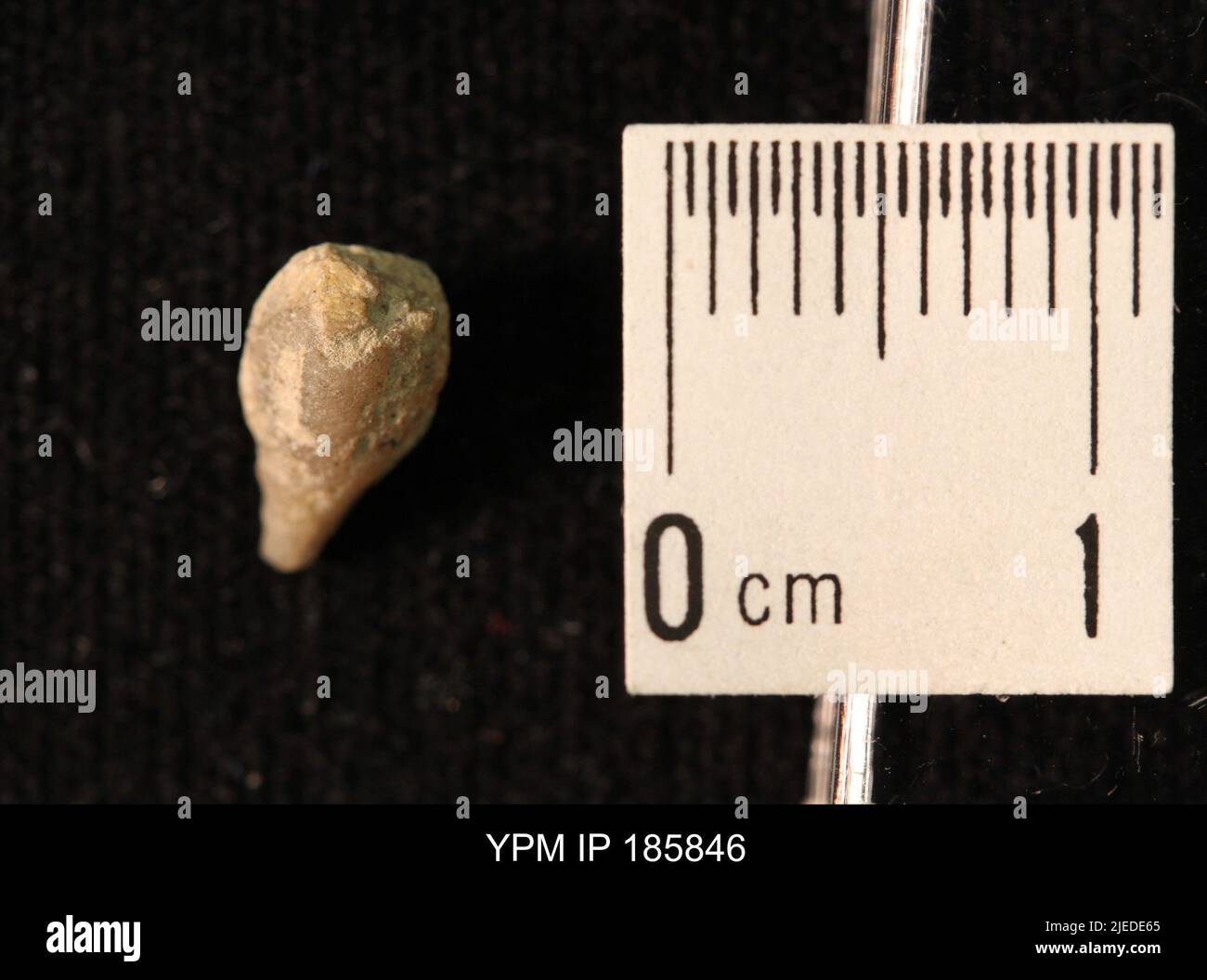 Codaster animalia hi-res stock photography and images - Alamy