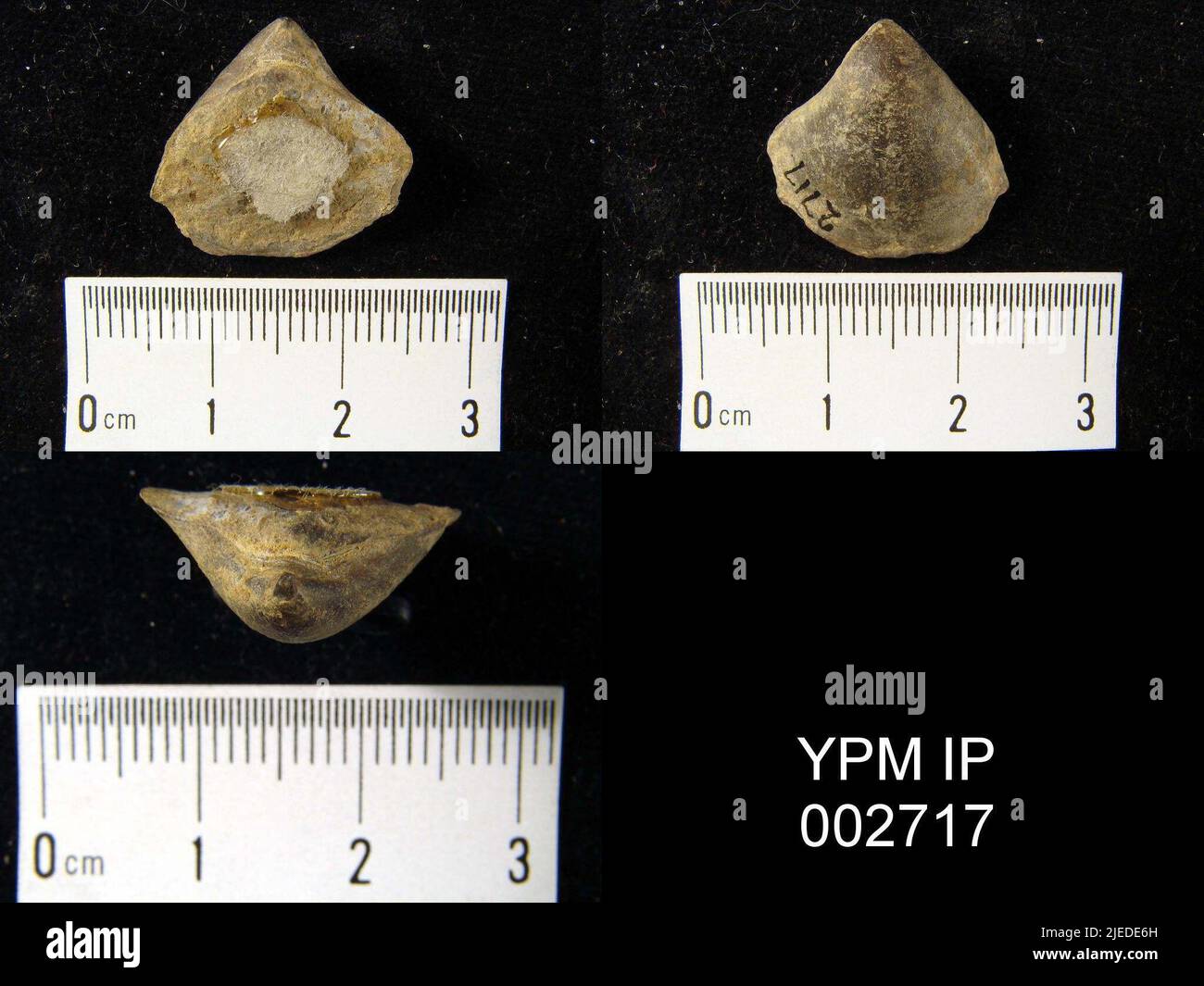 Stringocephalus burtini Defrance, 1827 Stock Photo - Alamy