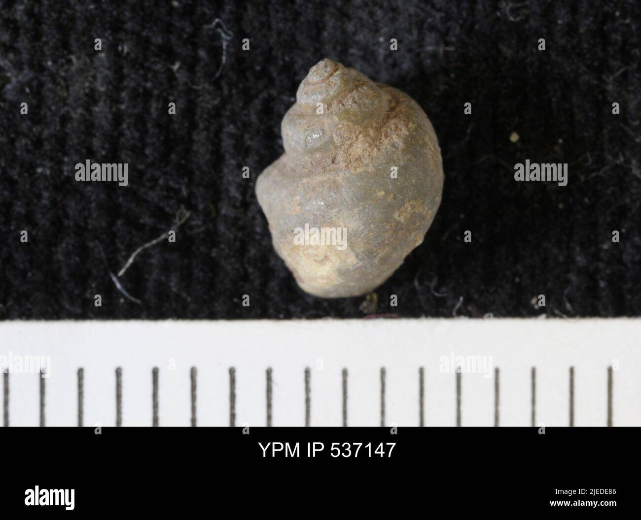 Viviparus montanaensis Stanton Stock Photo - Alamy