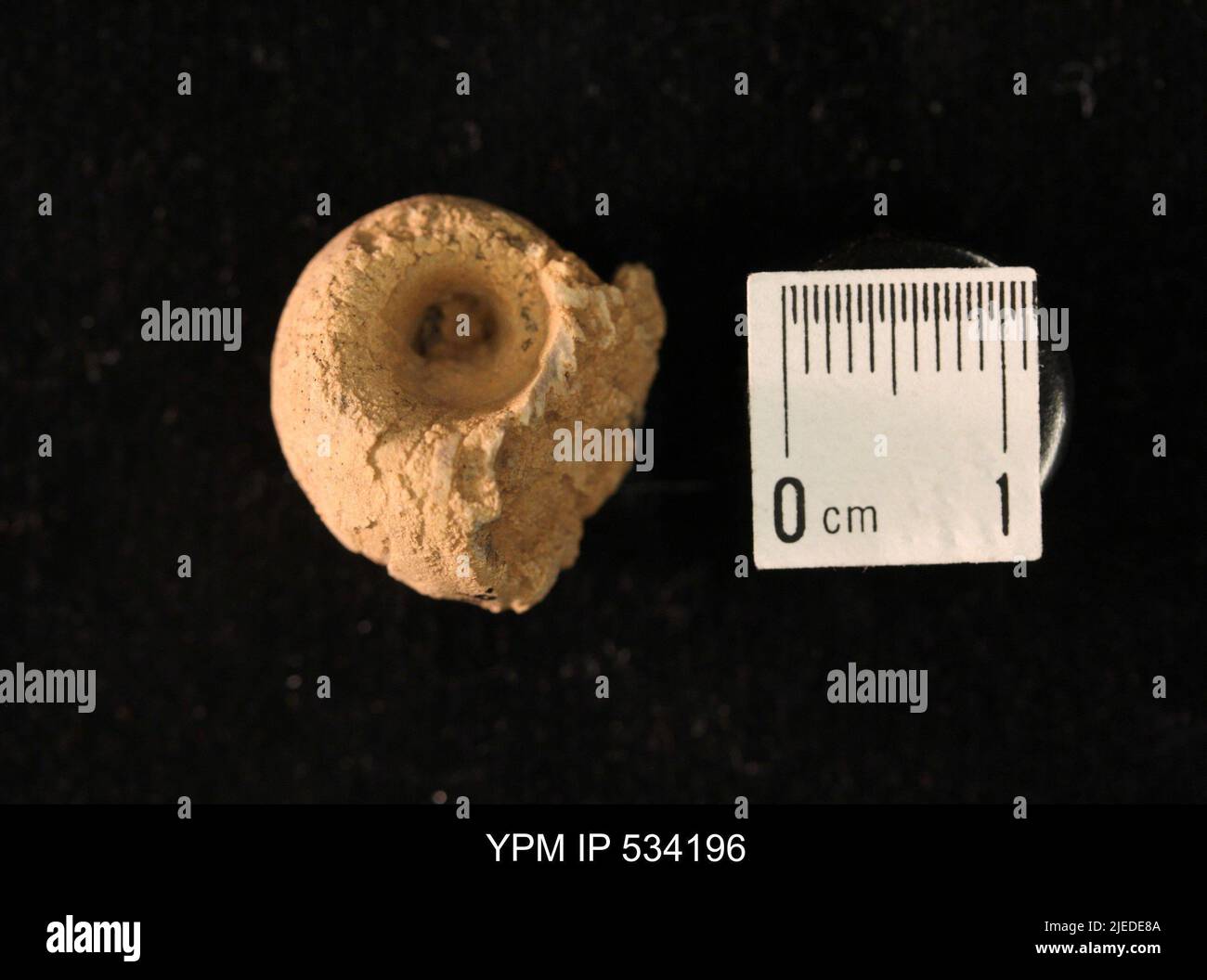Goniatites hi-res stock photography and images - Alamy