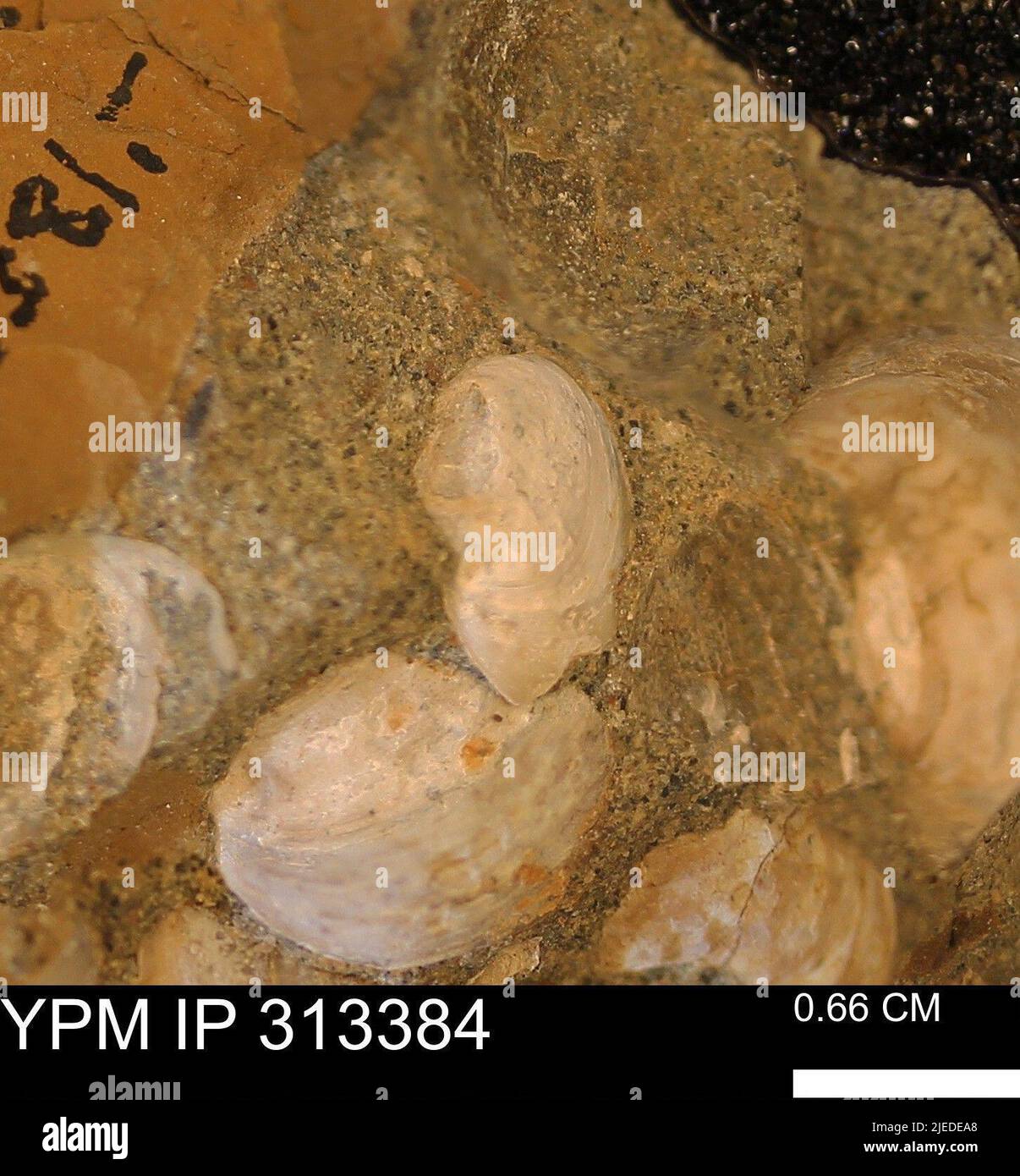 Corbicula sp animalia hi-res stock photography and images - Alamy