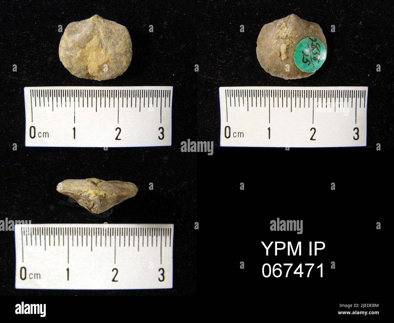 Dalmanella subcarinata Hall, 1857 Stock Photo - Alamy