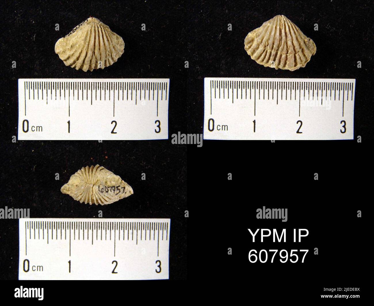 Rhynchonellida hi-res stock photography and images - Alamy