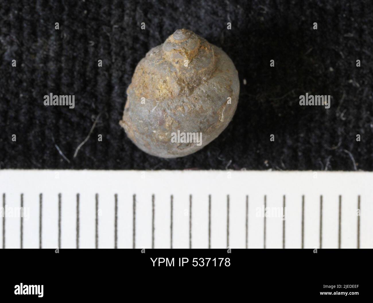 Viviparus montanaensis stanton hi-res stock photography and images - Alamy