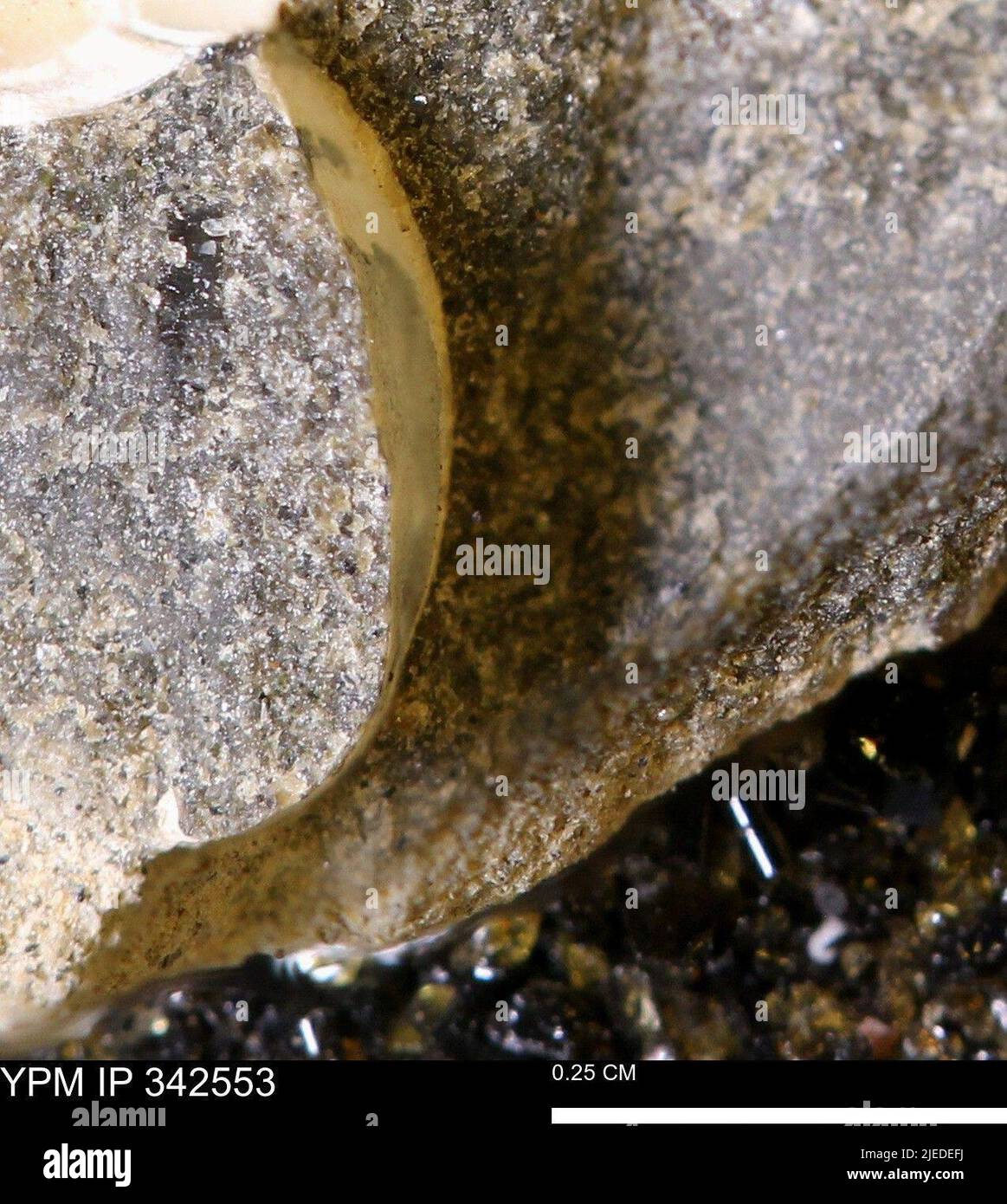 Undet bivalvia animalia hi-res stock photography and images - Alamy
