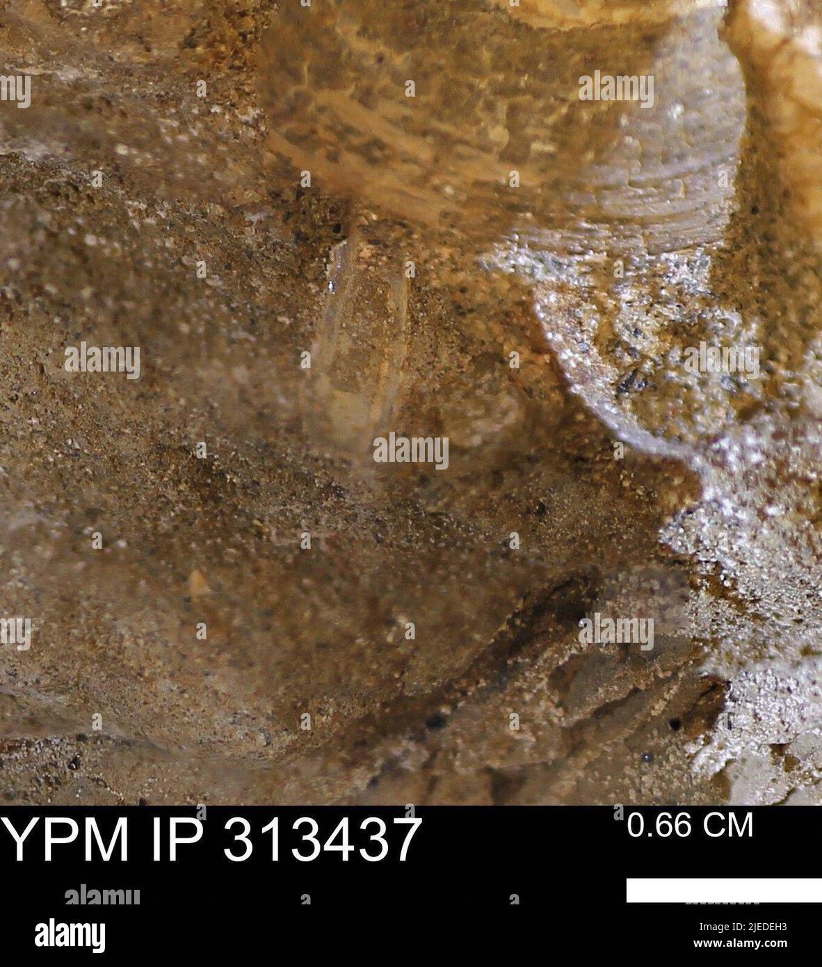 Corbicula sp animalia hi-res stock photography and images - Alamy