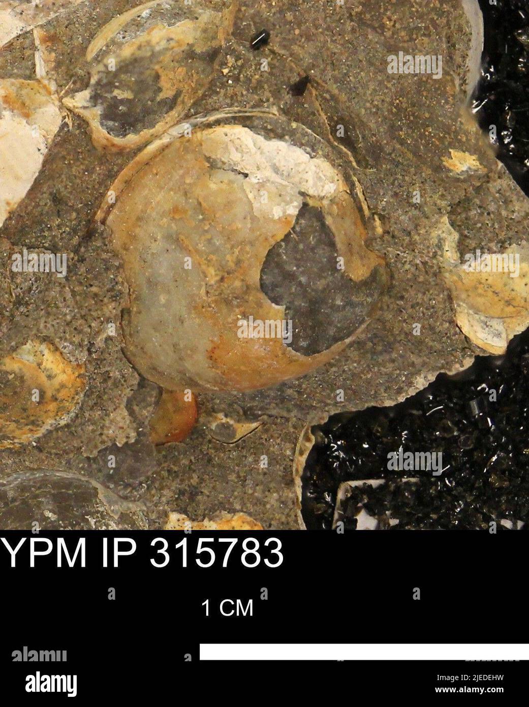 Lucinidae animalia hi-res stock photography and images - Alamy