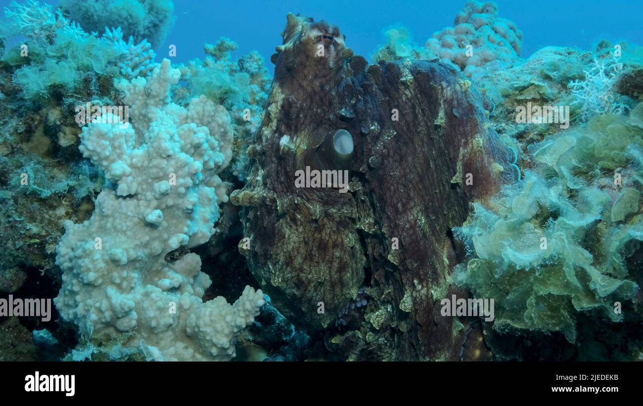 Red Sea, Egypt. 26th June, 2022. Portrait of big red Octopus sits on ...