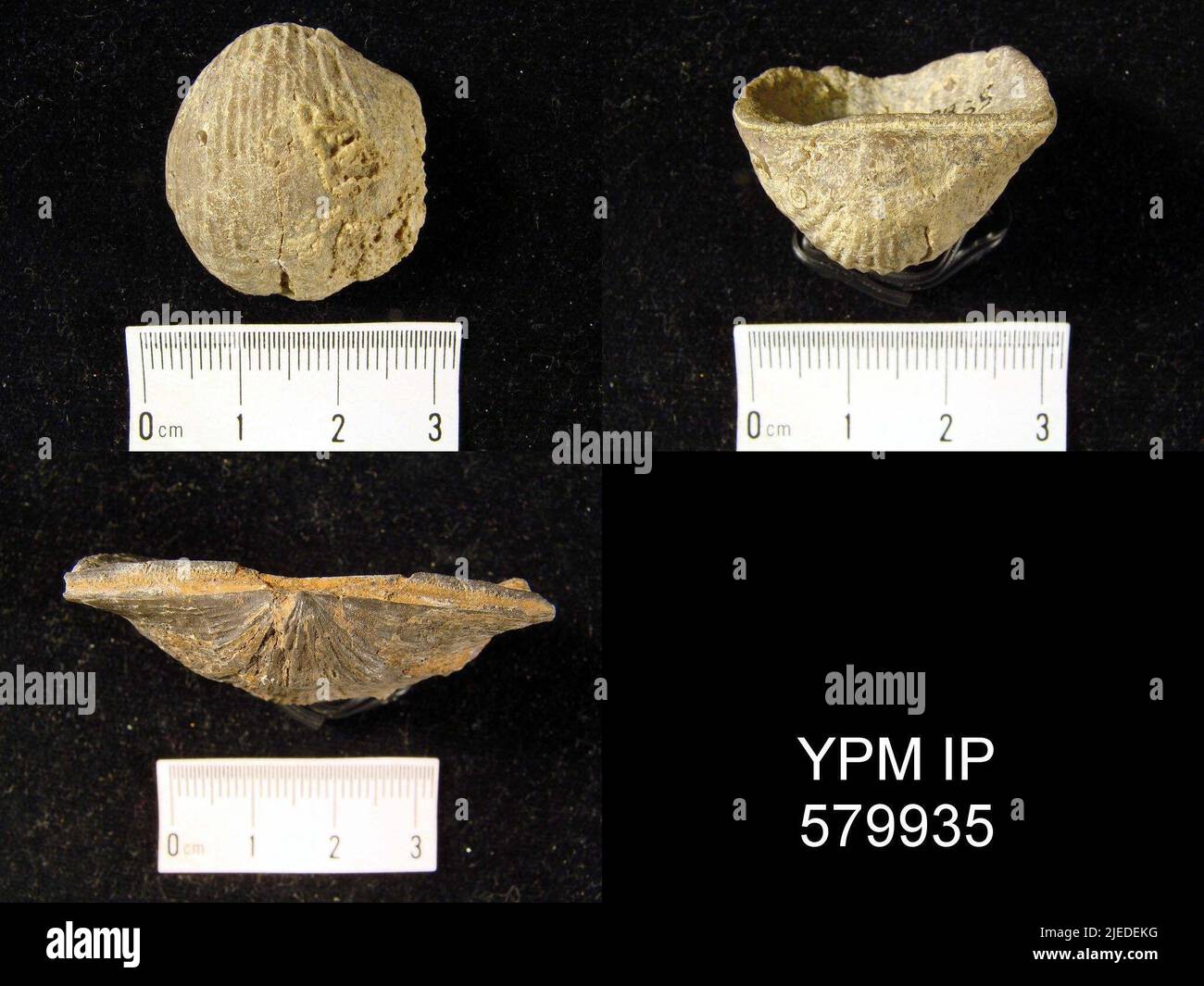 Inflexa hi-res stock photography and images - Alamy