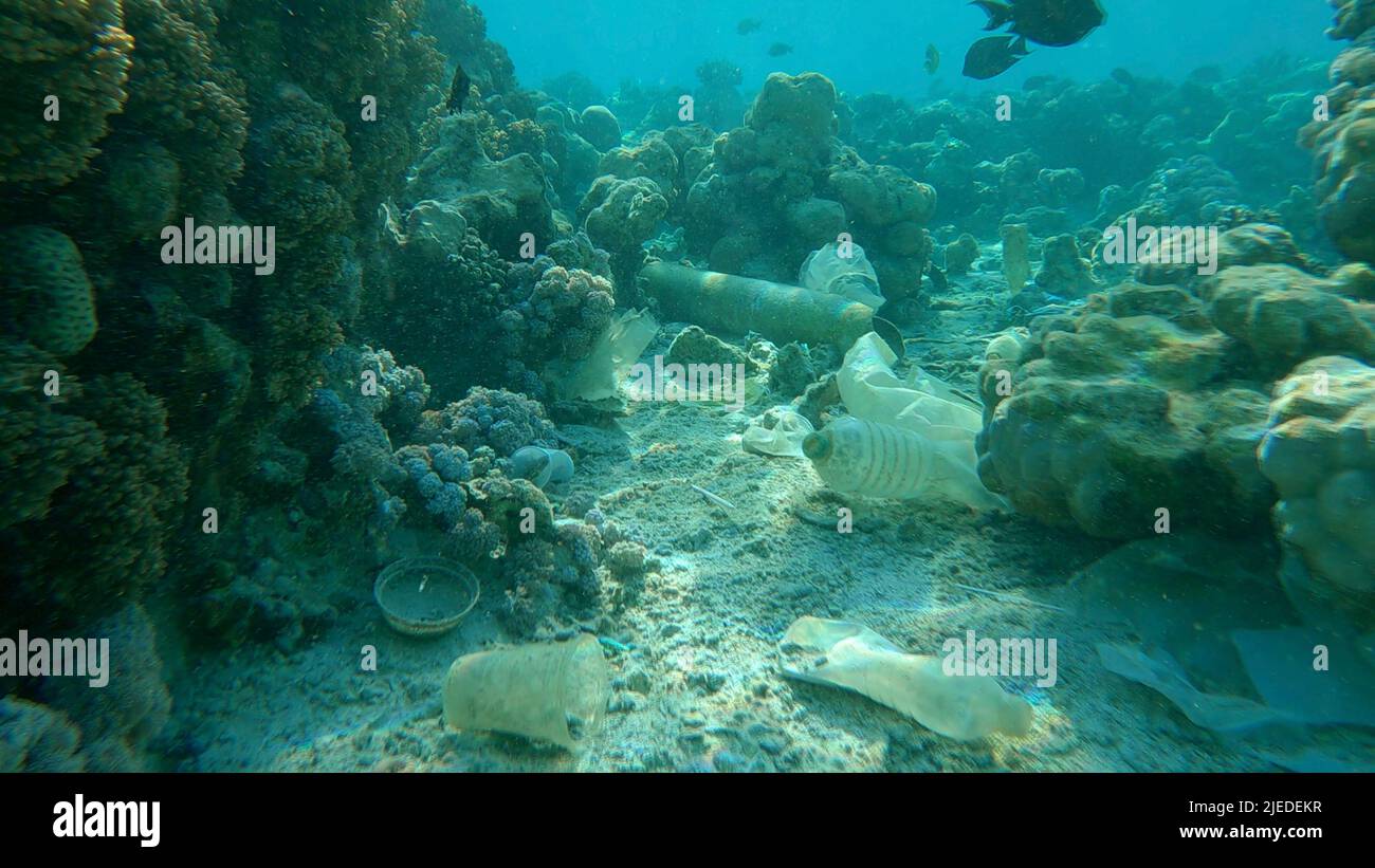 Red Sea, Egypt. 26th June, 2022. Seabed of beautiful coral reef covered ...