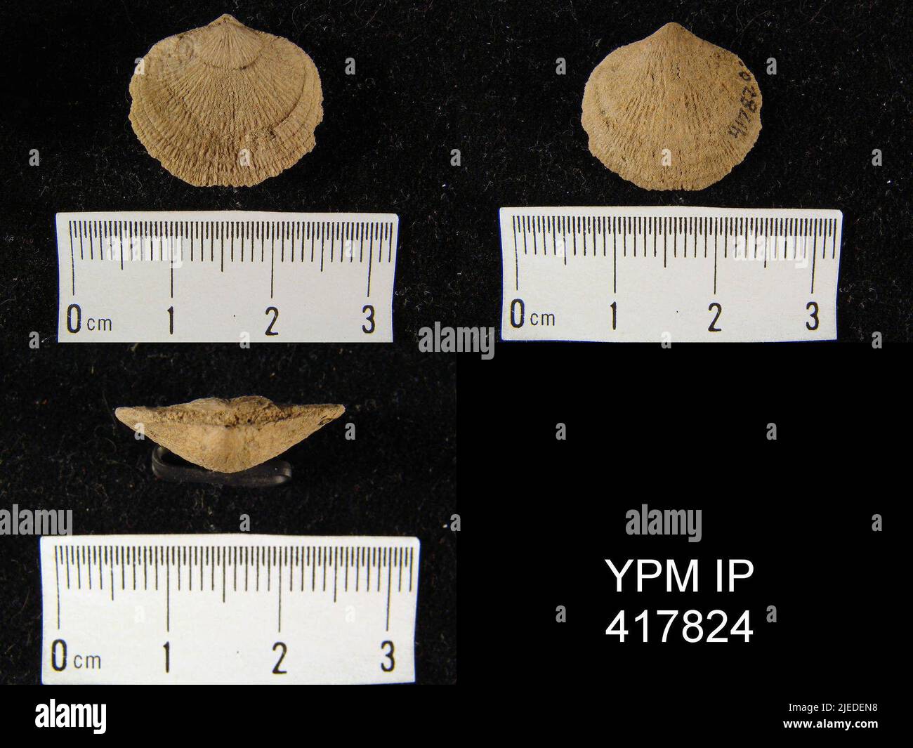 Dalmanella perelegans Hall, 1857 Stock Photo - Alamy