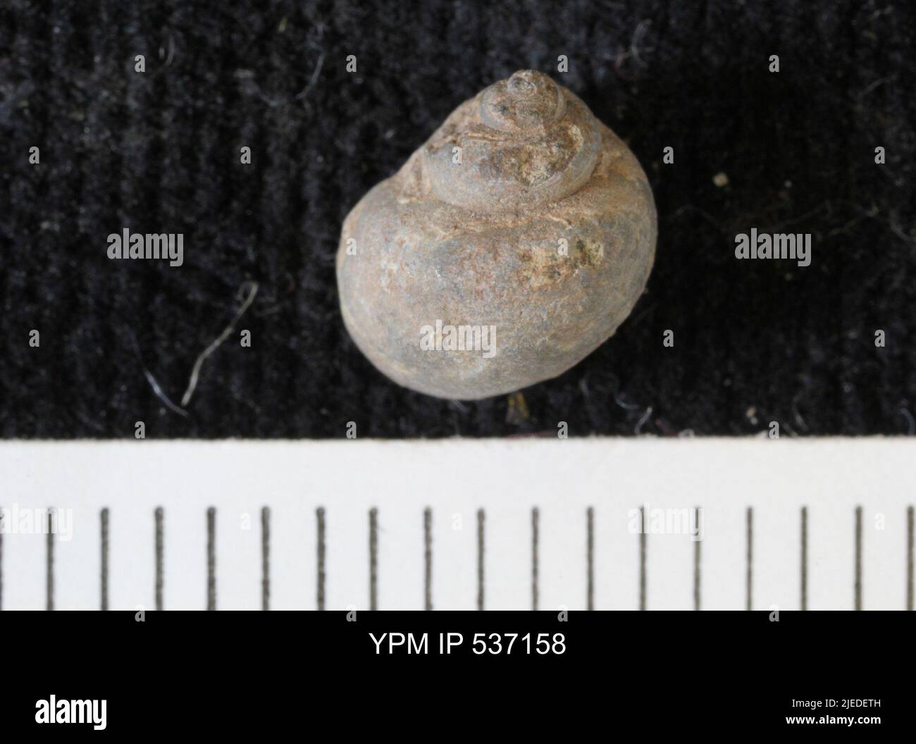 Viviparus montanaensis Stanton Stock Photo - Alamy