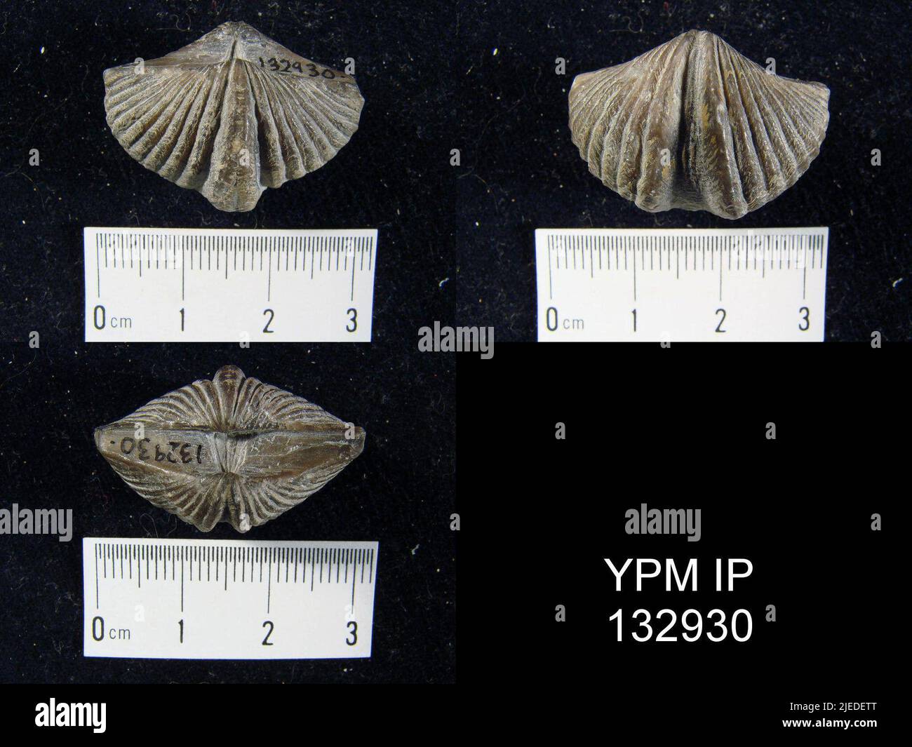 Mucrospirifer consobrinus (d'Orbigny, 1889 Stock Photo - Alamy