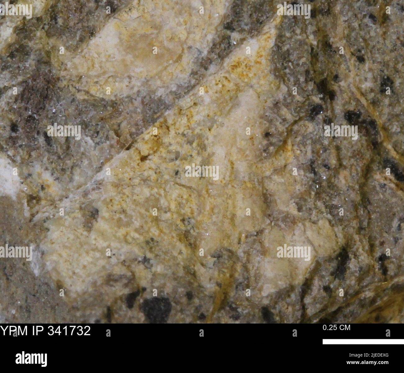 Scaphites hi-res stock photography and images - Alamy