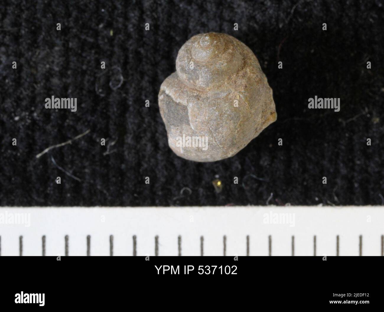 Viviparus montanaensis Stanton Stock Photo - Alamy